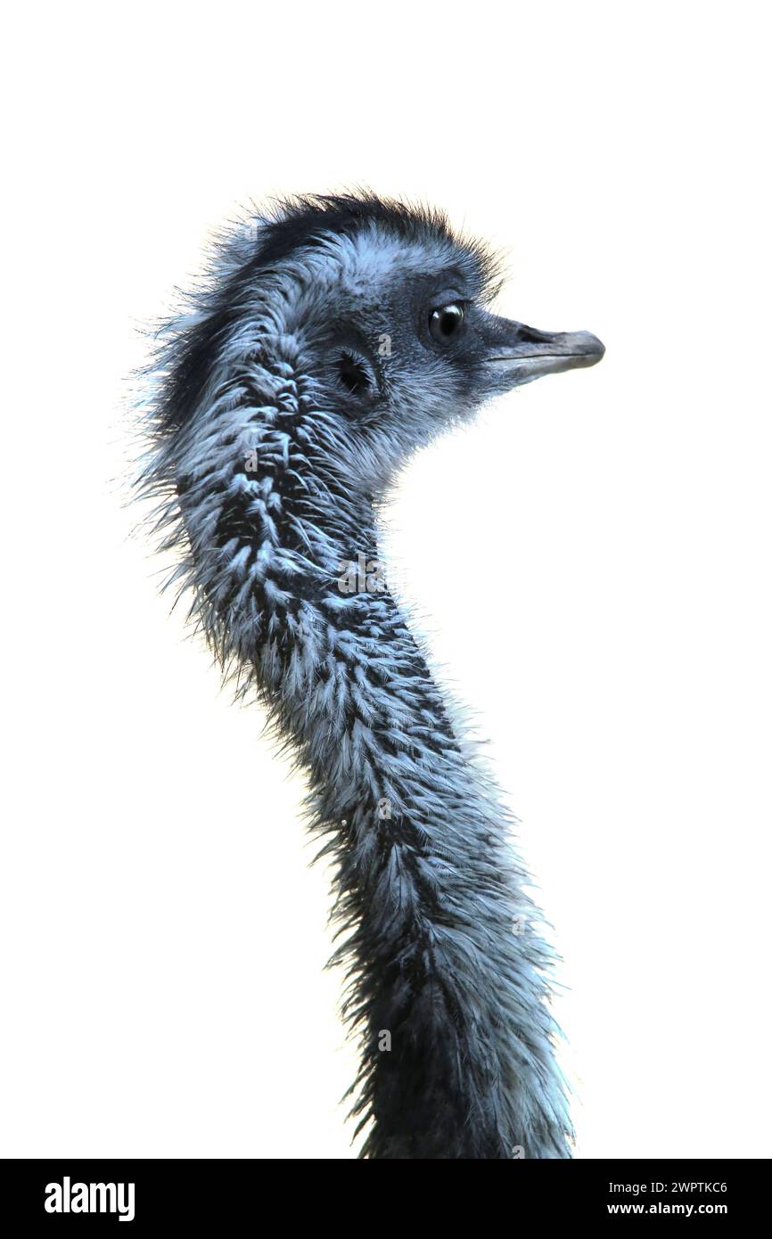 Male rhea hi-res stock photography and images - Alamy