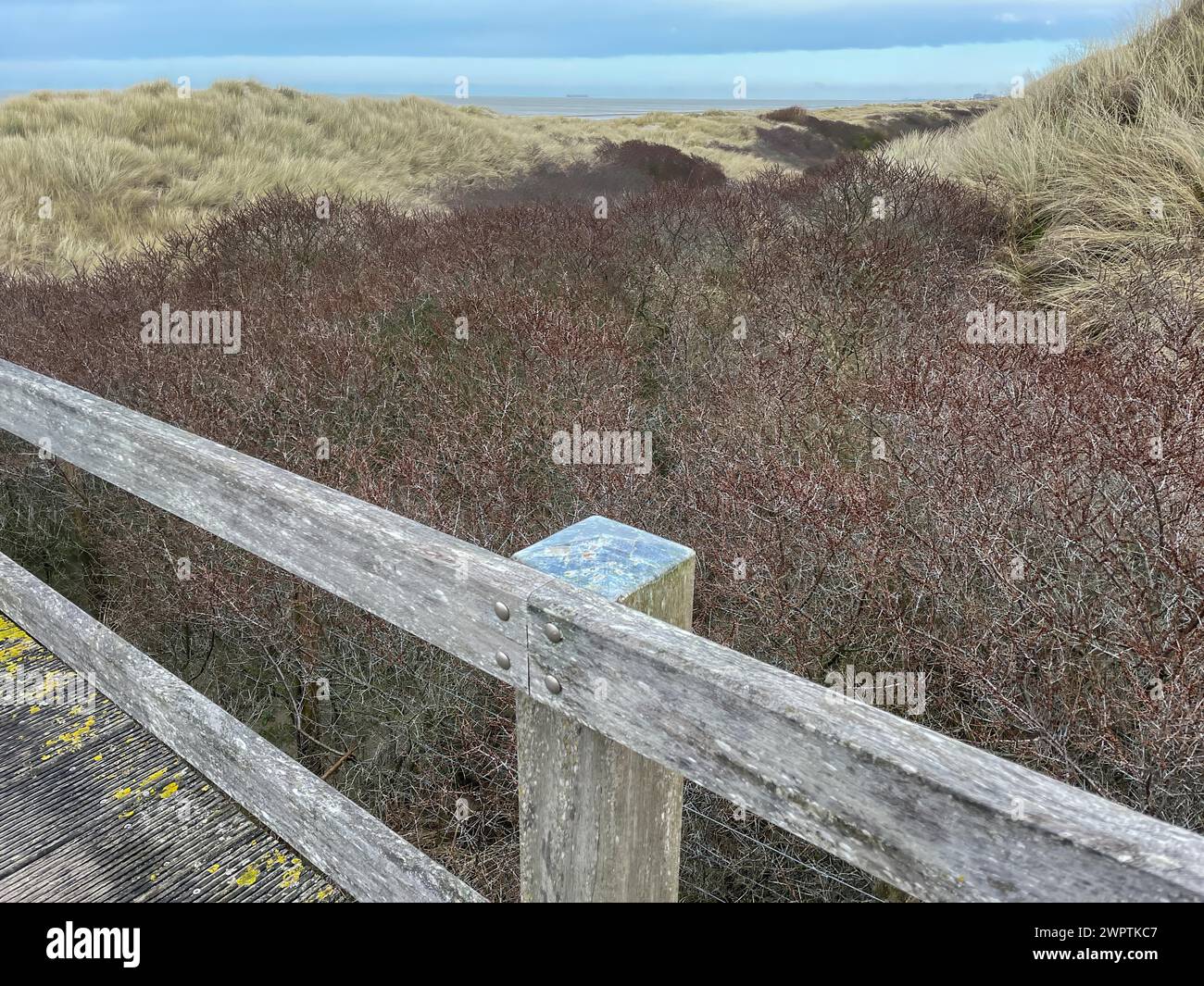 Wooden railing along a path with dense bushes in the dunes, DeHaan ...
