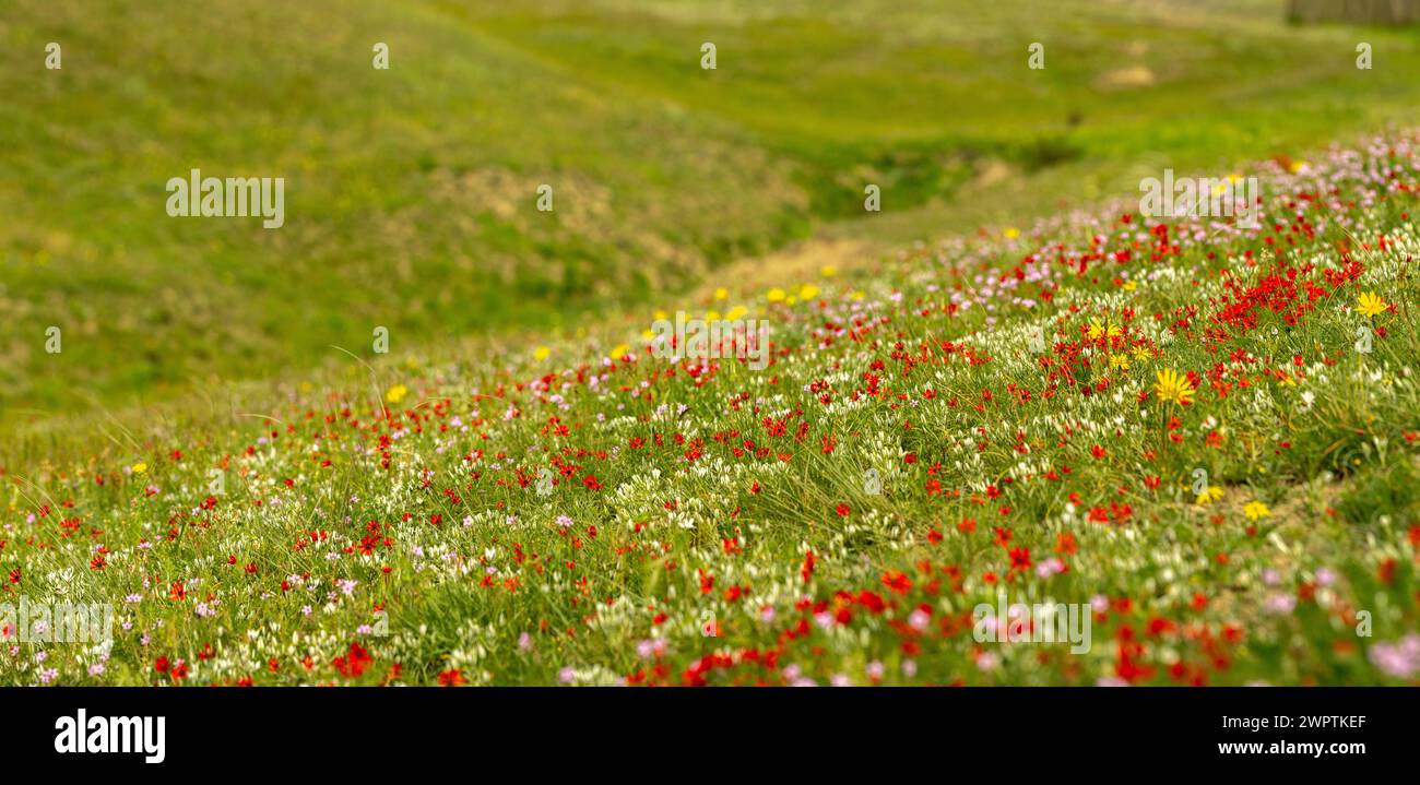 Forbs hi-res stock photography and images - Alamy