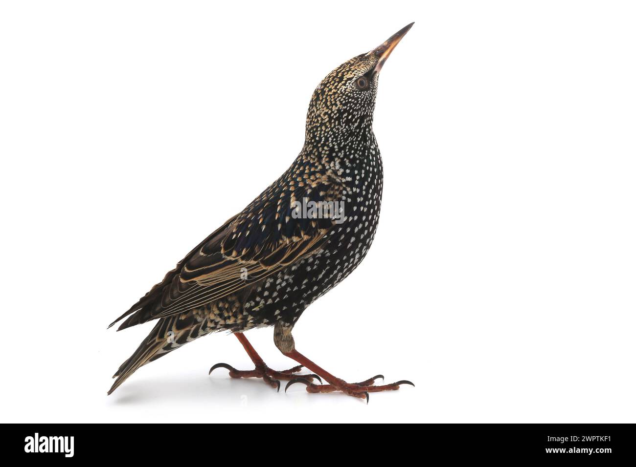 Starling (Sturnus vulgaris) isolated on white. Studio shot Stock Photo ...