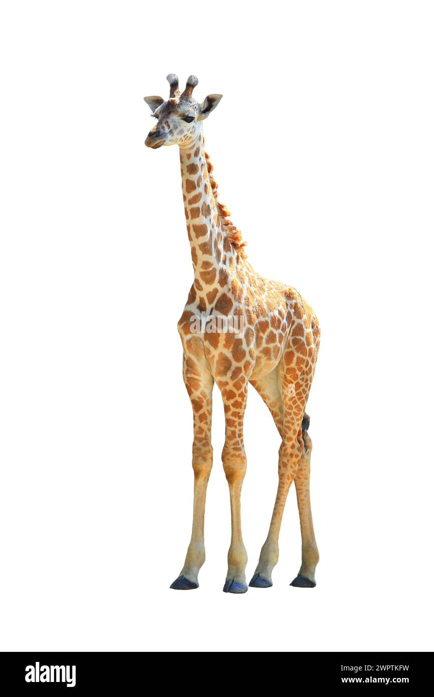 Single giraffe Cut Out Stock Images & Pictures - Alamy
