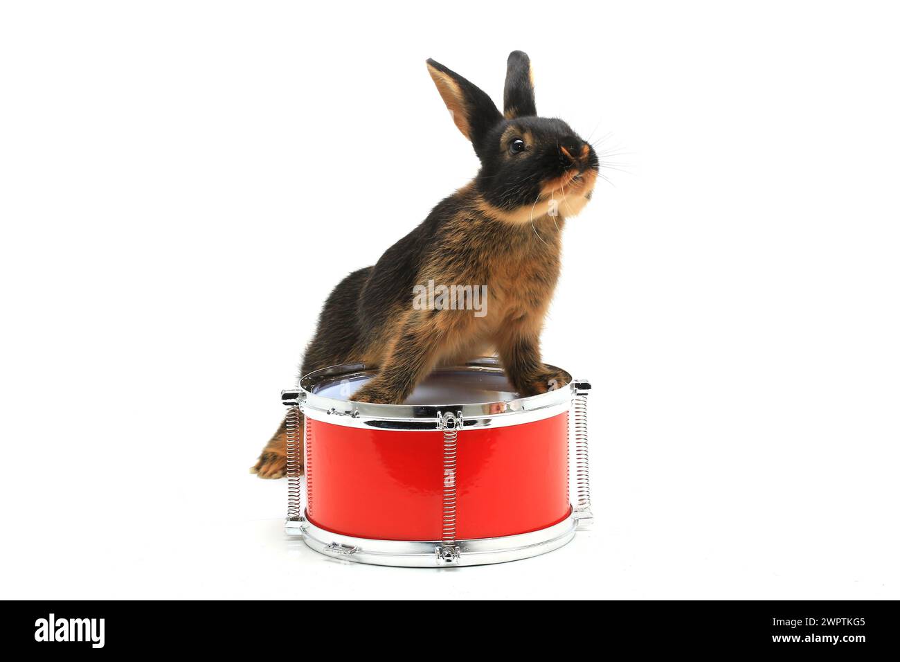 Rabbit sitting on drum hi-res stock photography and images - Alamy