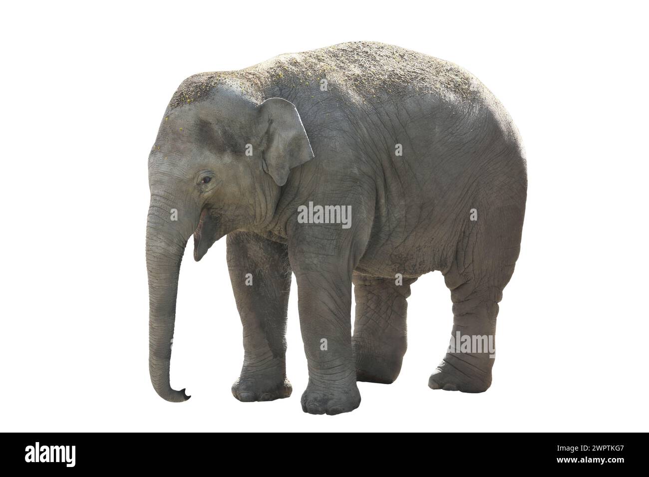 small, elephant on a white background Stock Photo - Alamy