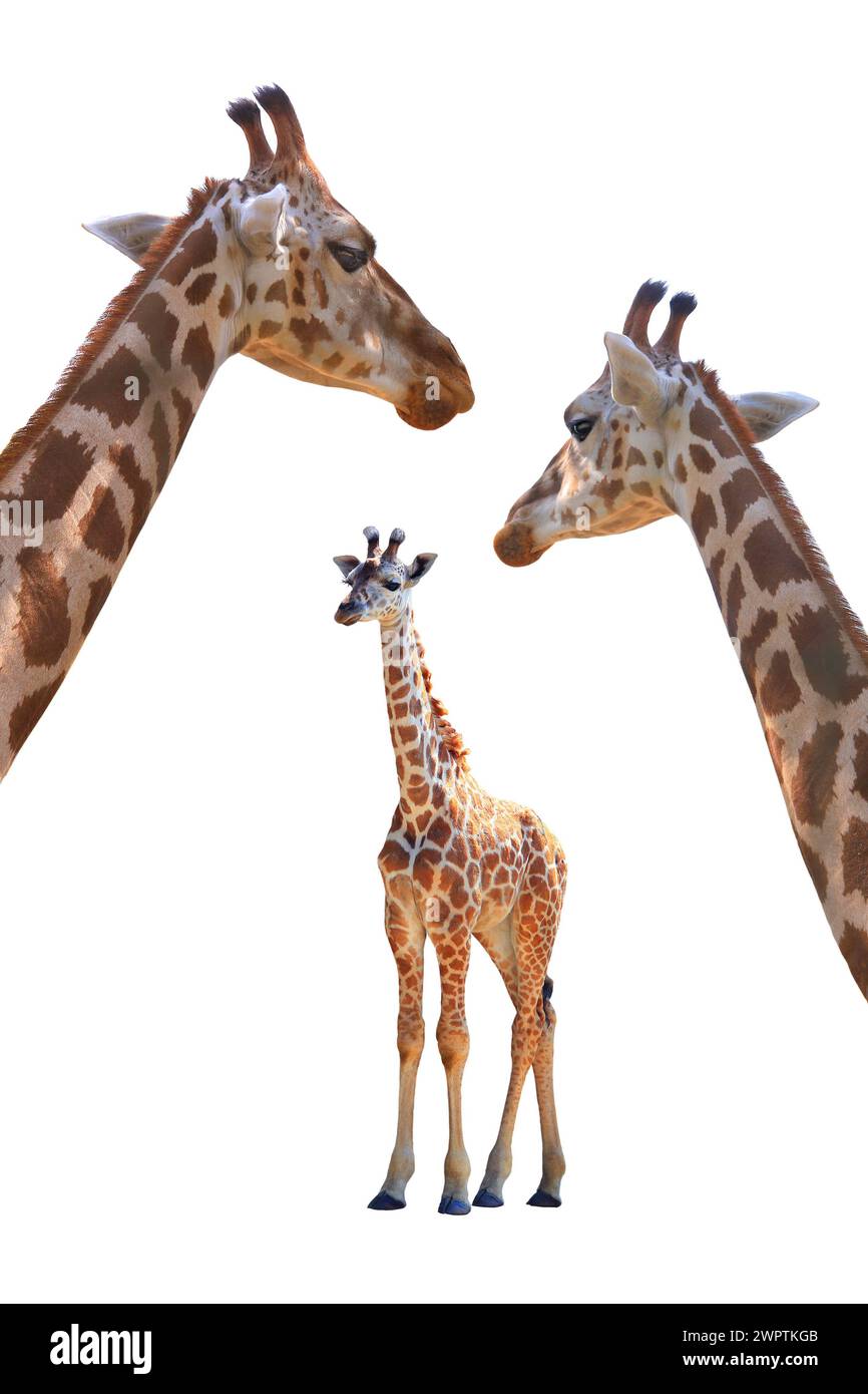 family giraffes isolated on white background Stock Photo - Alamy
