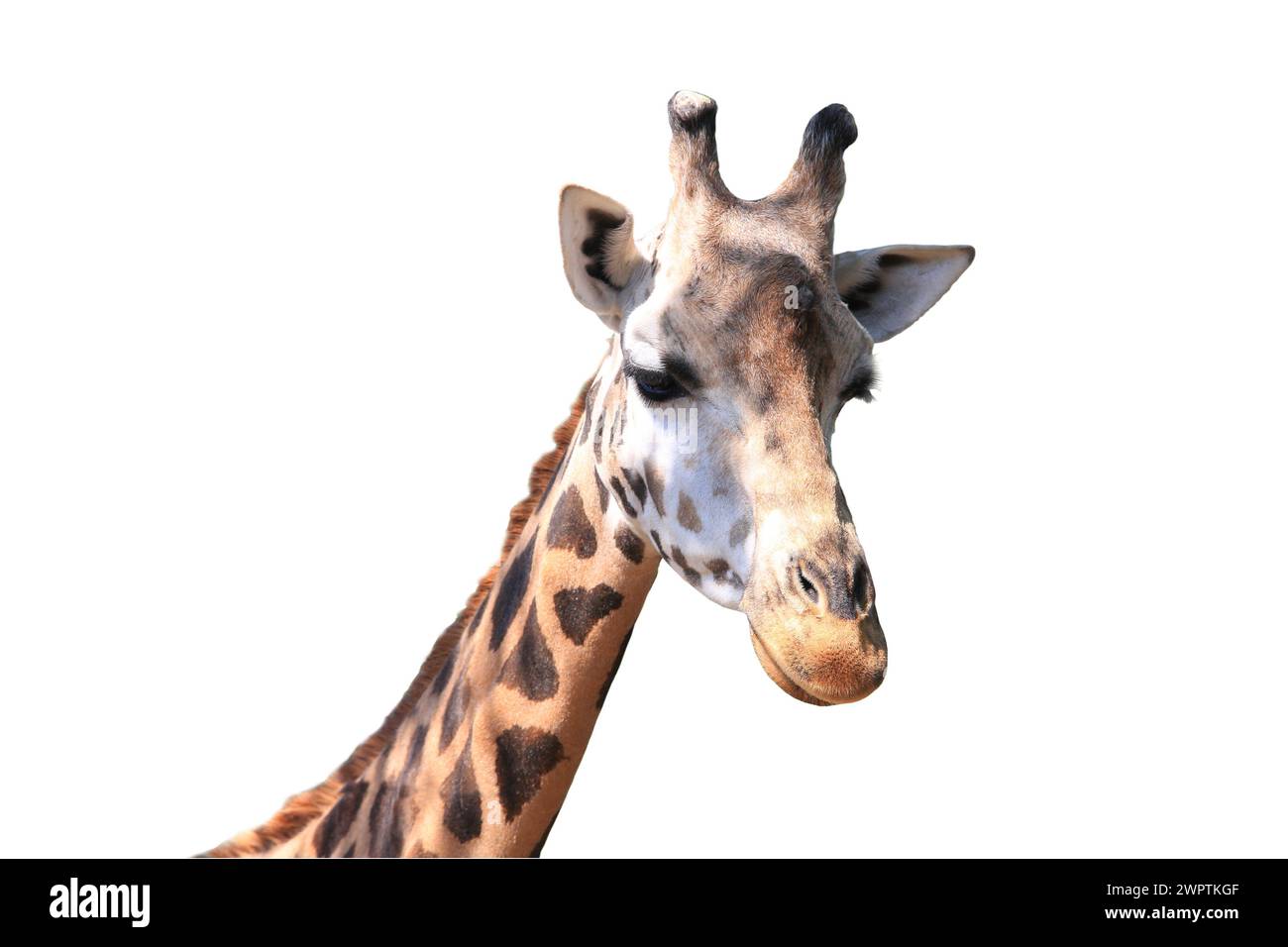 Side on portrait face Cut Out Stock Images & Pictures - Alamy