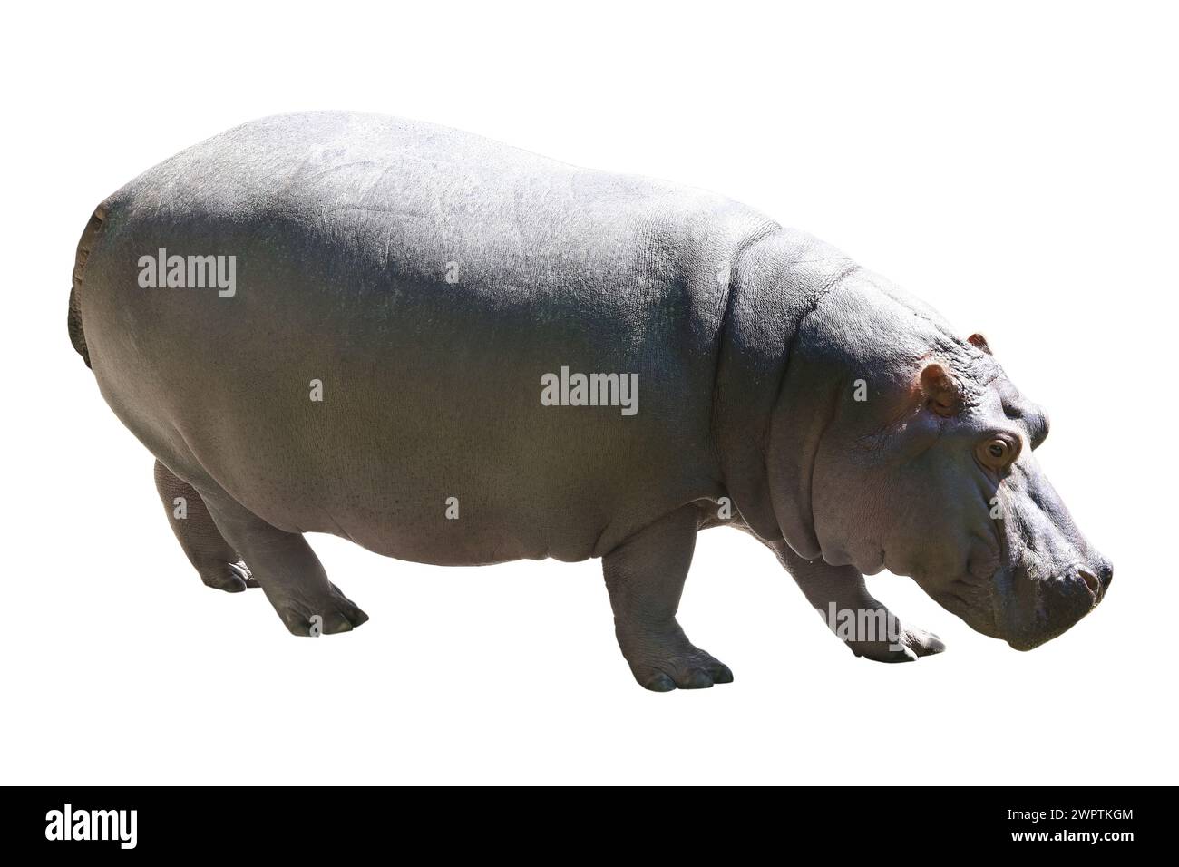 hippopotamus isolated on white background Stock Photo - Alamy
