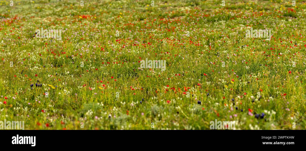 Forbs hi-res stock photography and images - Alamy