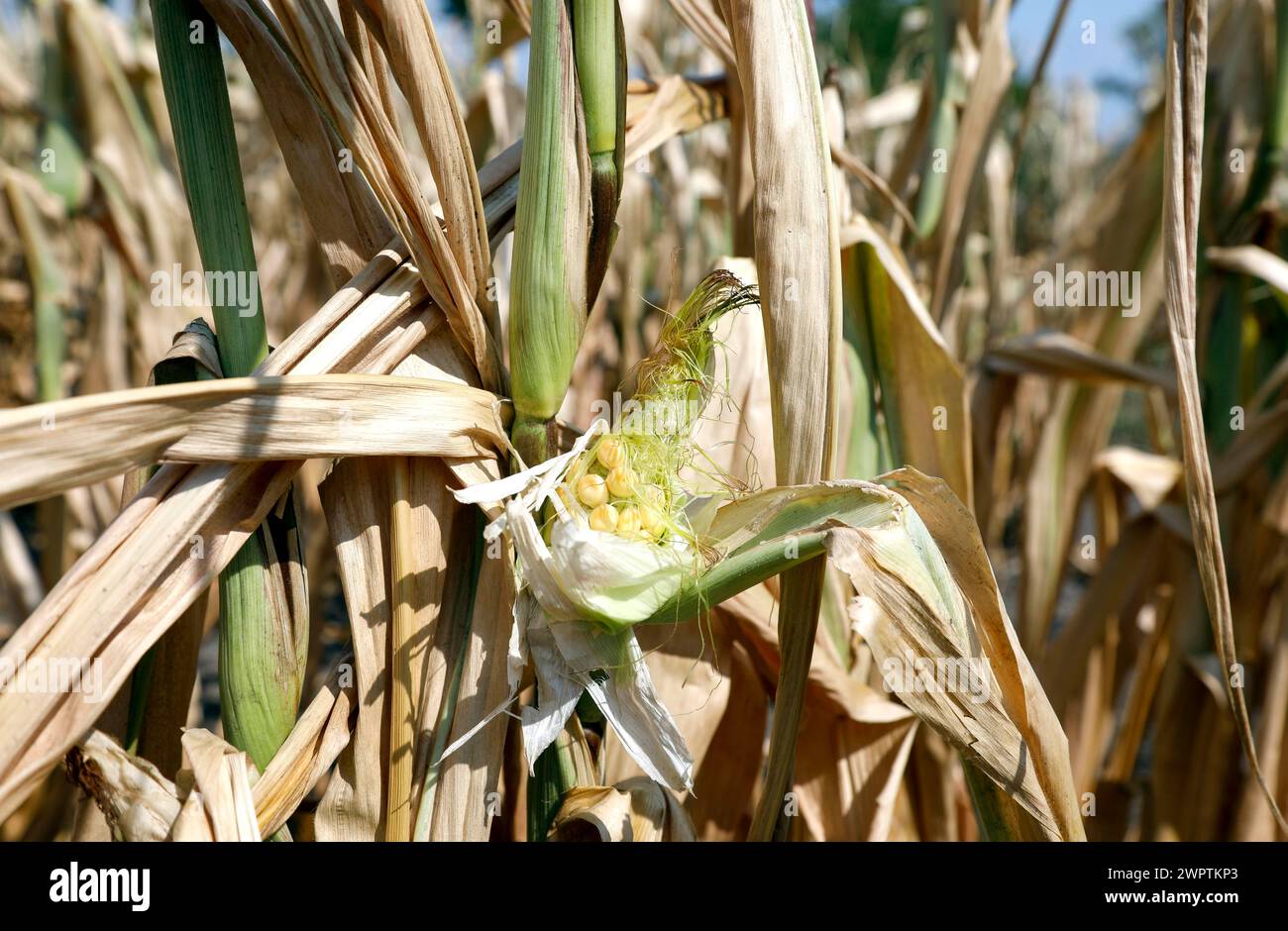 Dried up maize field hi-res stock photography and images - Alamy