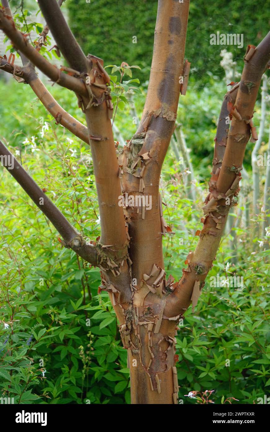 Paperbark maple (Acer griseum), 150 Stock Photo - Alamy