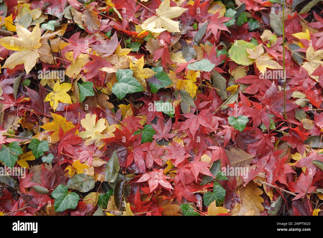 Autumn leaves, Japanese fan maple (Acer palmatum 'Osakazuki'), common ...