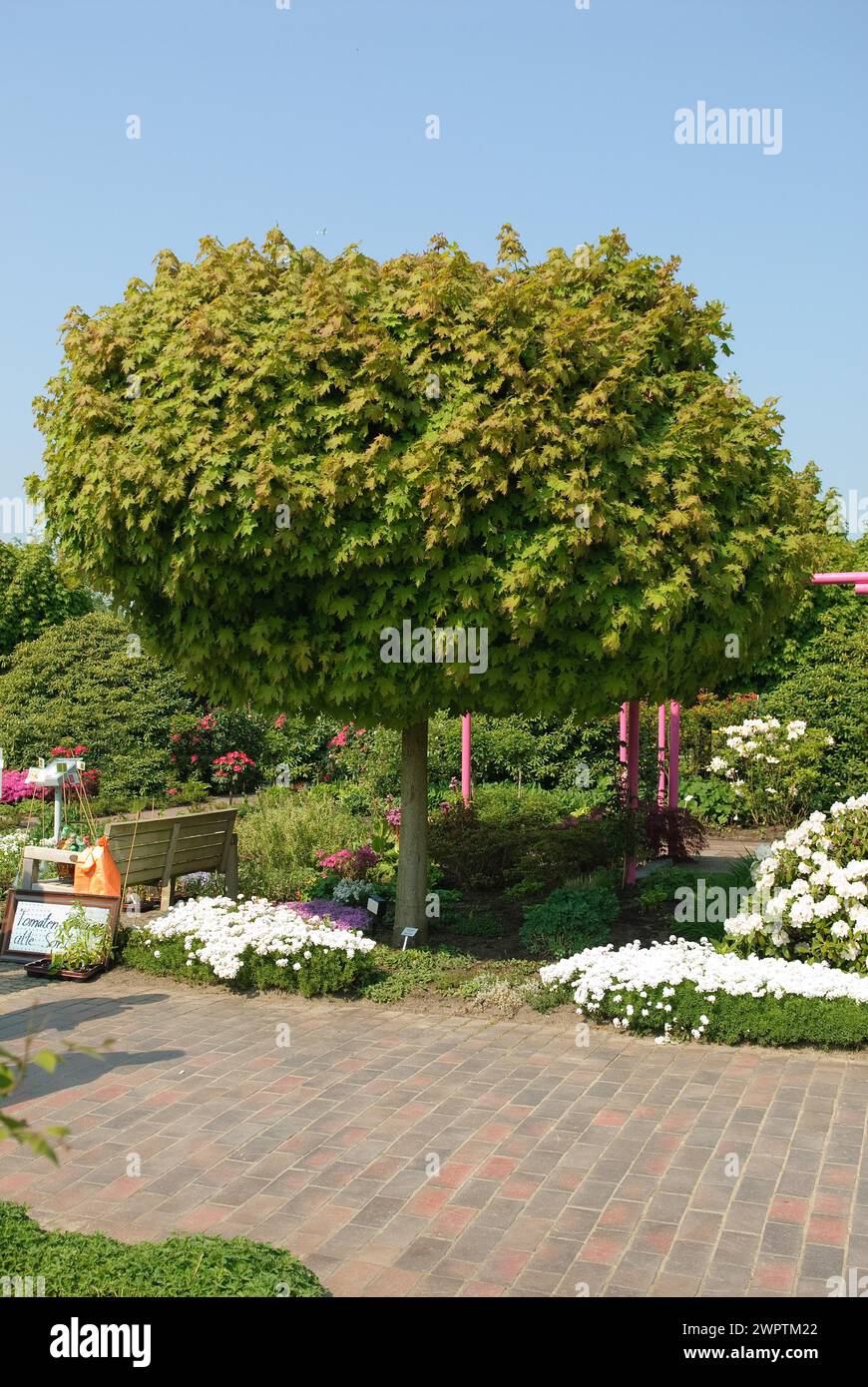 Globosum acer platanoides hi-res stock photography and images - Alamy