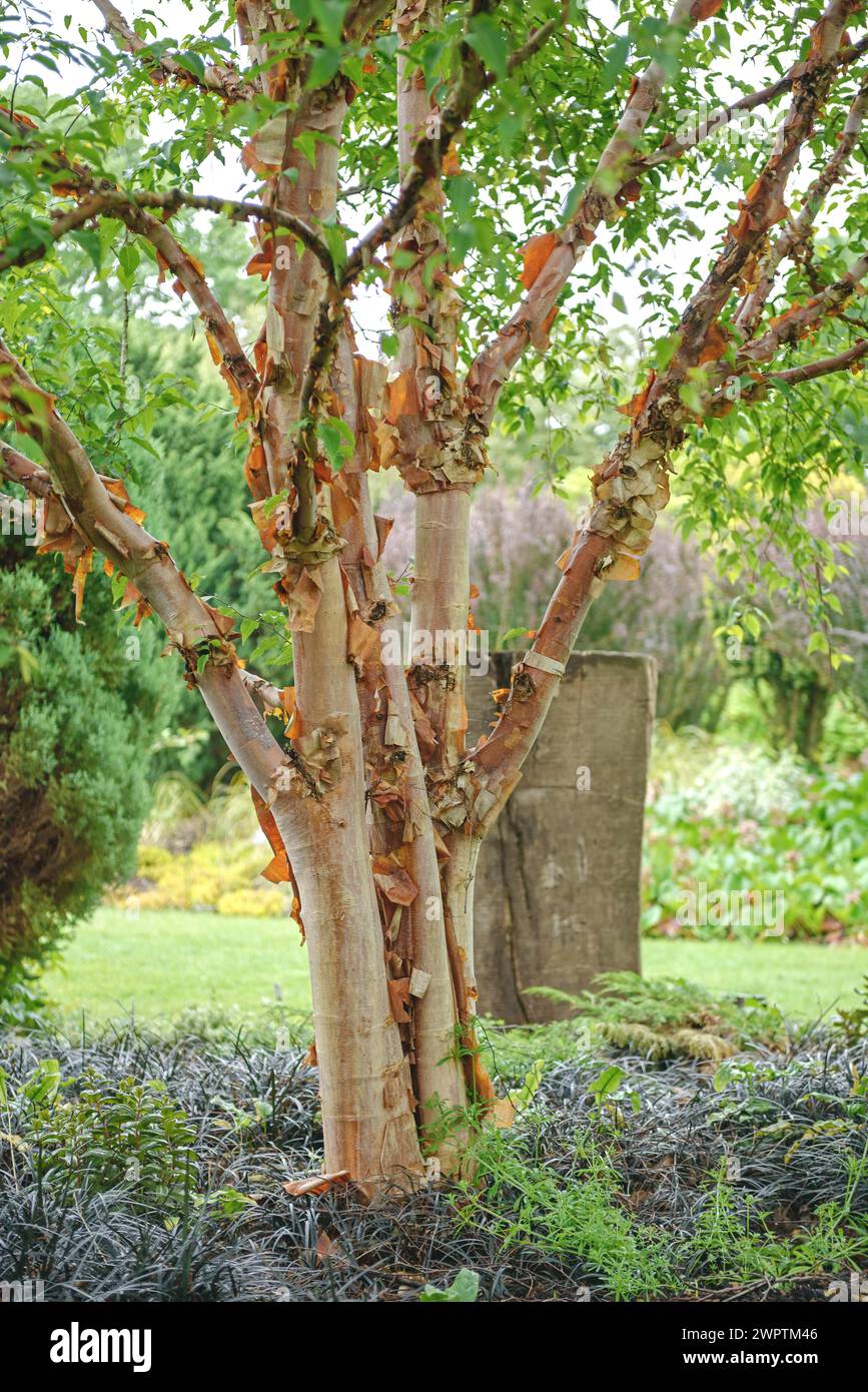 Copper birch tree hi-res stock photography and images - Alamy