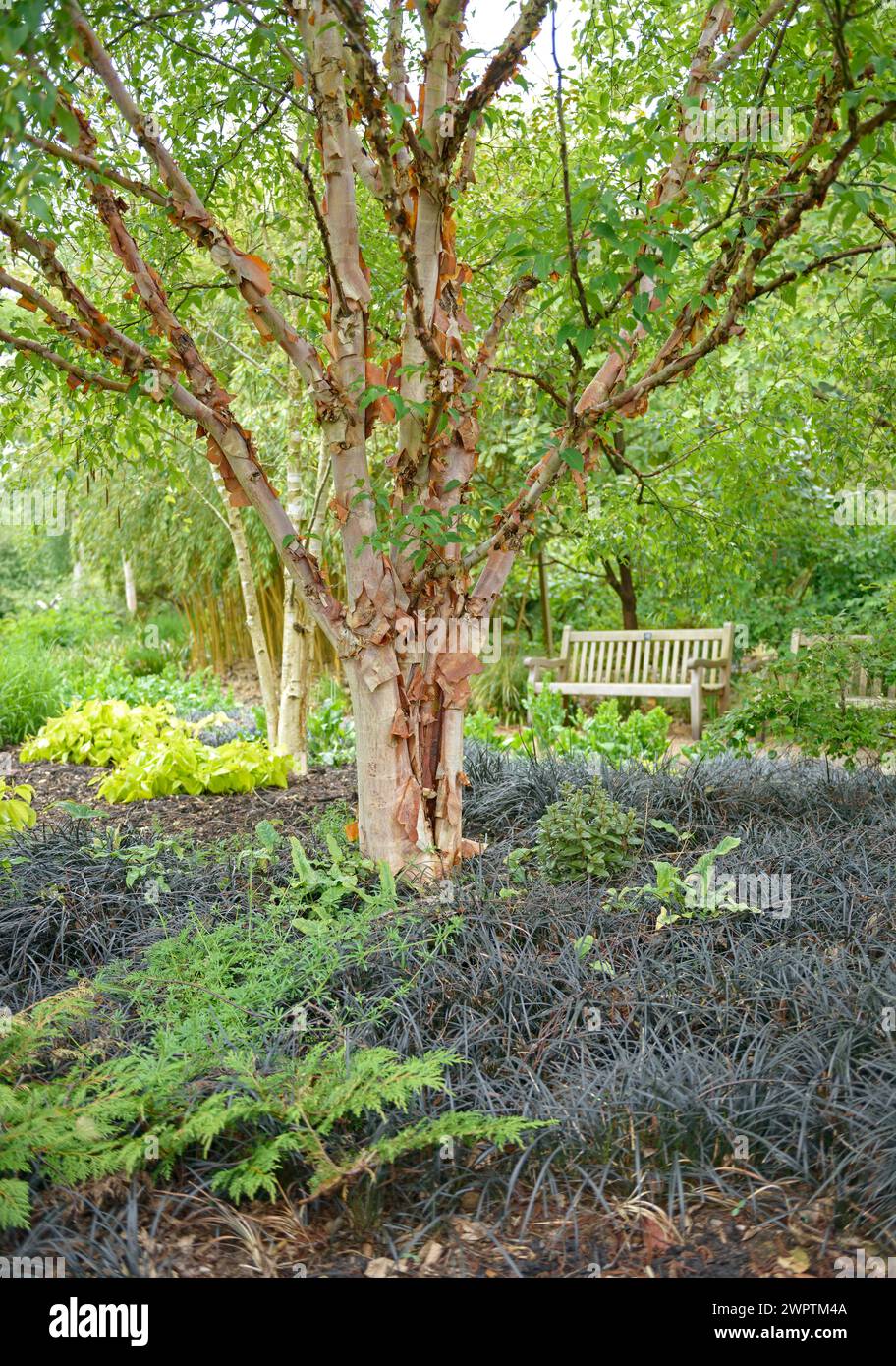 Copper birch tree hi-res stock photography and images - Alamy