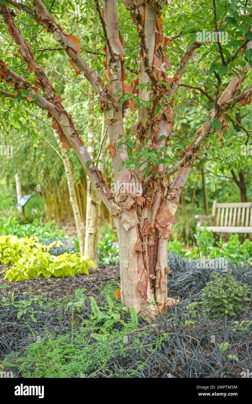 Copper birch tree hi-res stock photography and images - Alamy