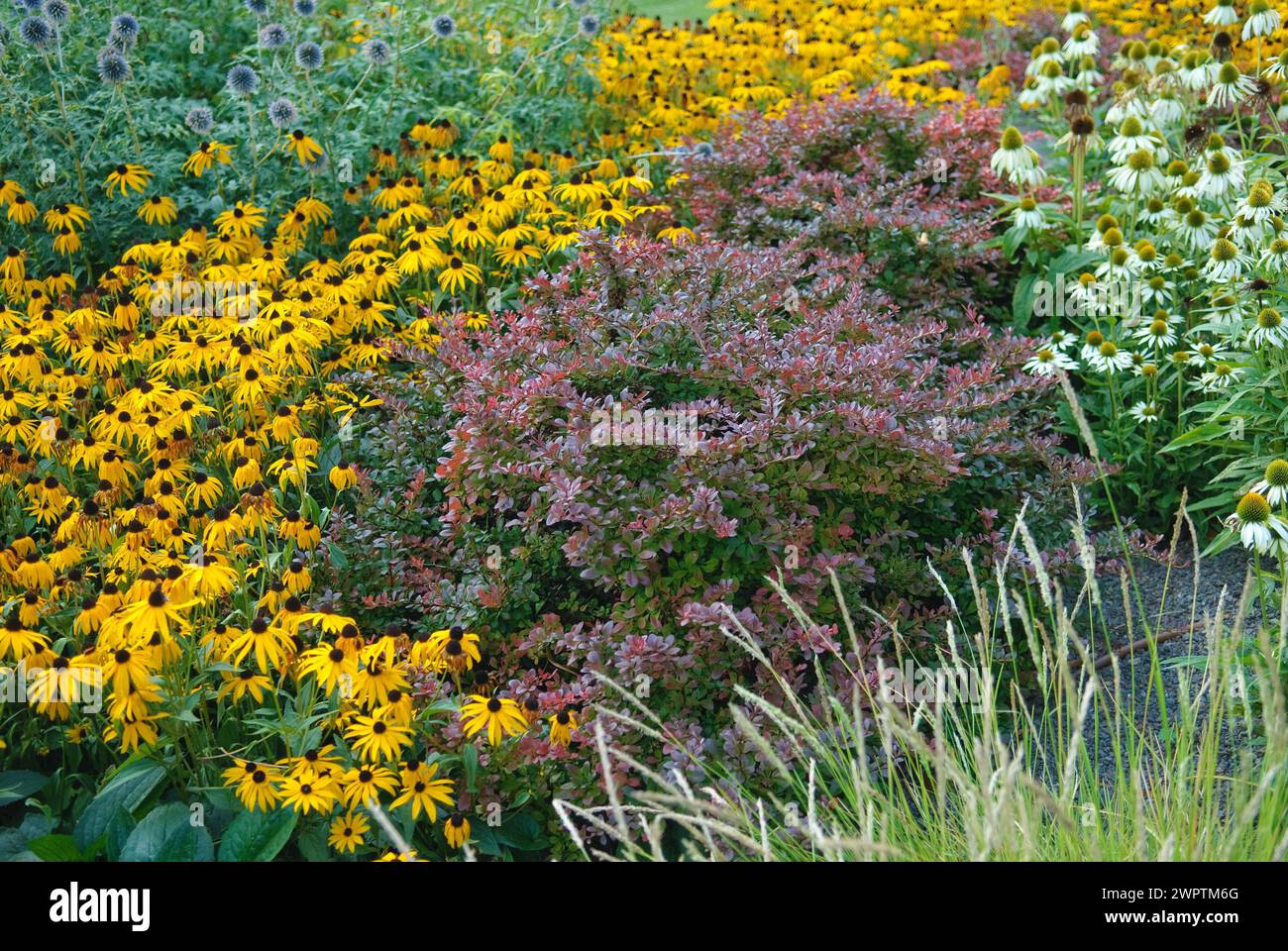 Red dwarf barberry (Berberis thunbergii 'Atropurpea Nana'), (Rudbeckia ...