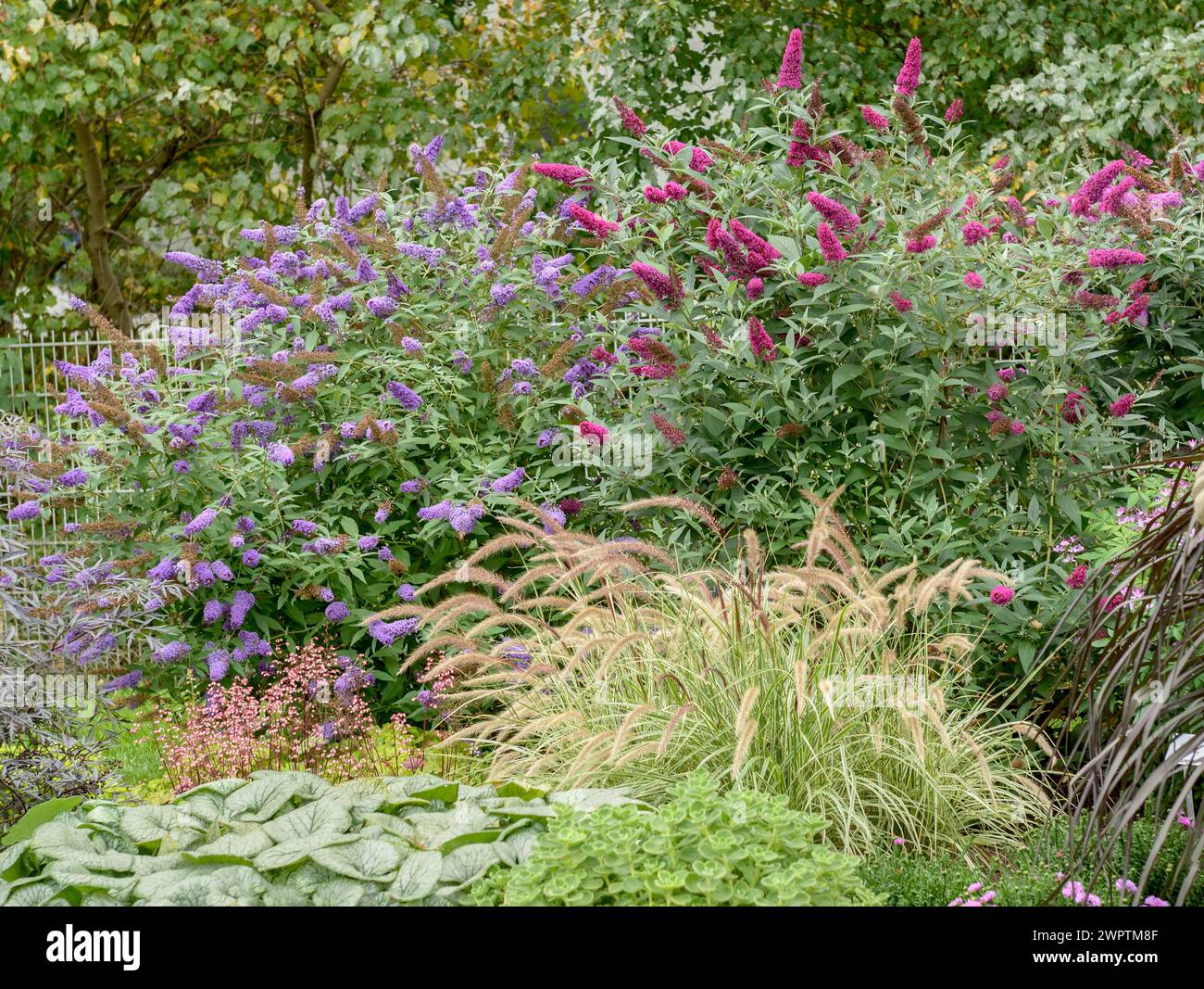 Dwarf miller (Buddleja BUZZR VELVET), Dwarf miller (Buddleja BUZZR BLUE ...