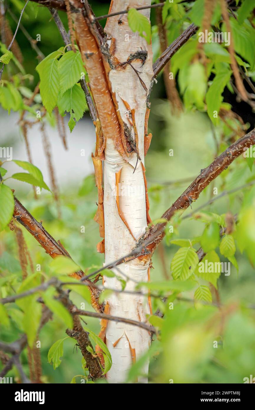 Copper birch tree hi-res stock photography and images - Alamy