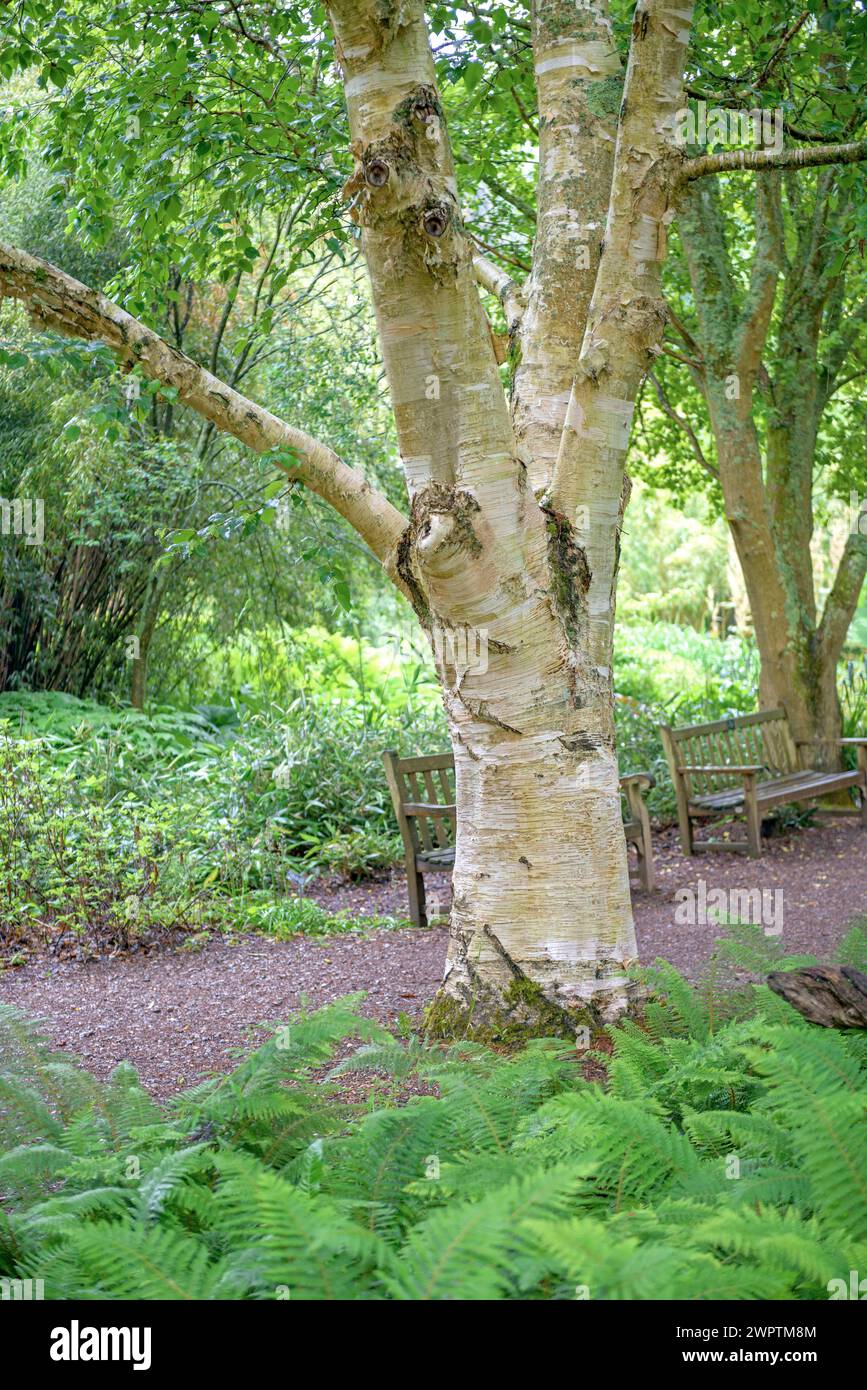 Birch (Betula utilis 'Jermyns'), Hillier Arboretum, Romsey, England ...