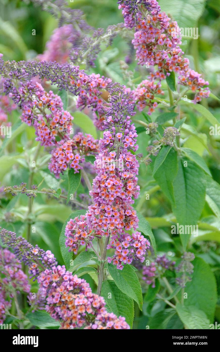 Summer lilac (Buddleja davidii 'Flower Power' Stock Photo - Alamy