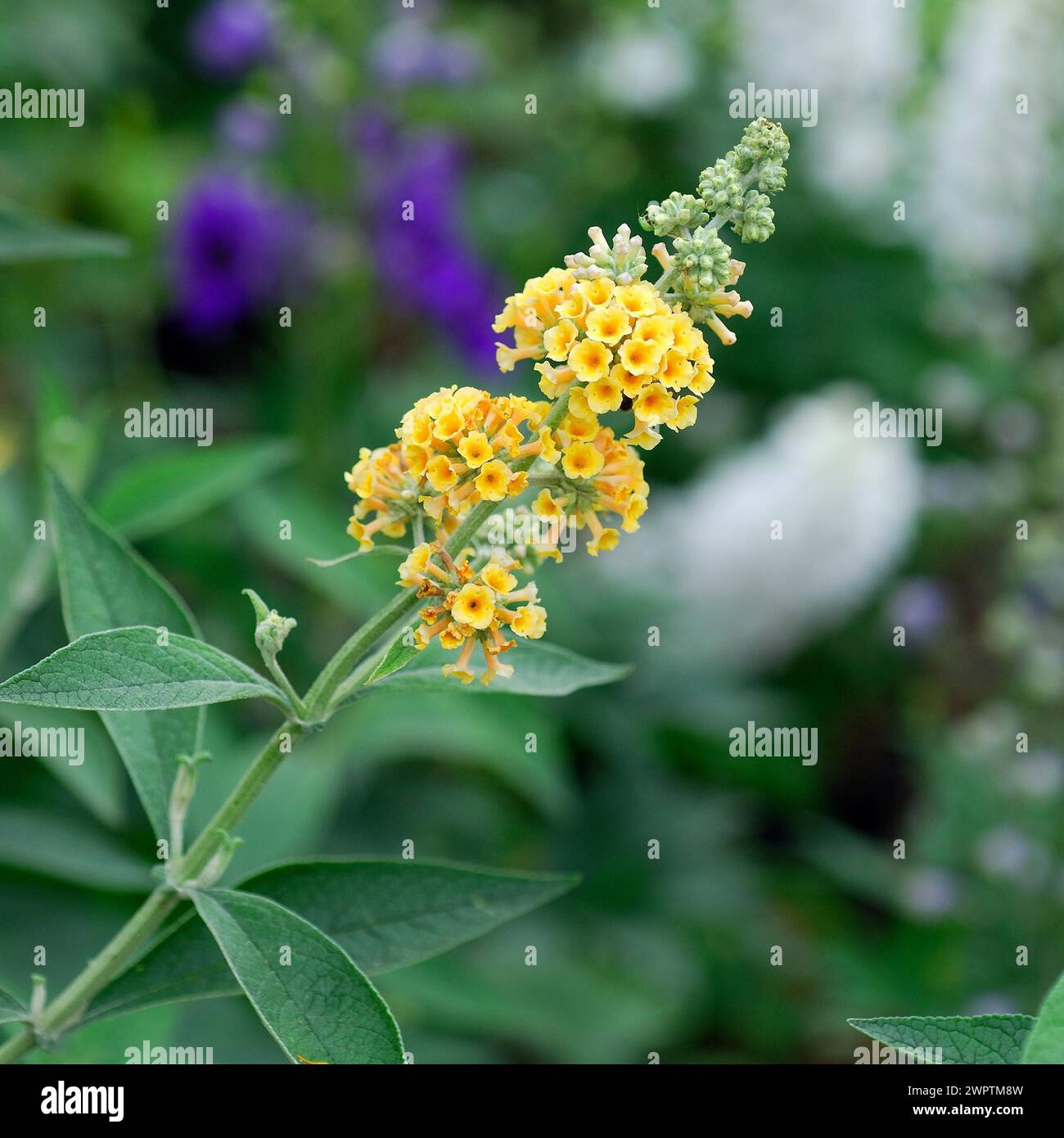 Buddleja weyeriana ‘sungold’ hi-res stock photography and images - Alamy