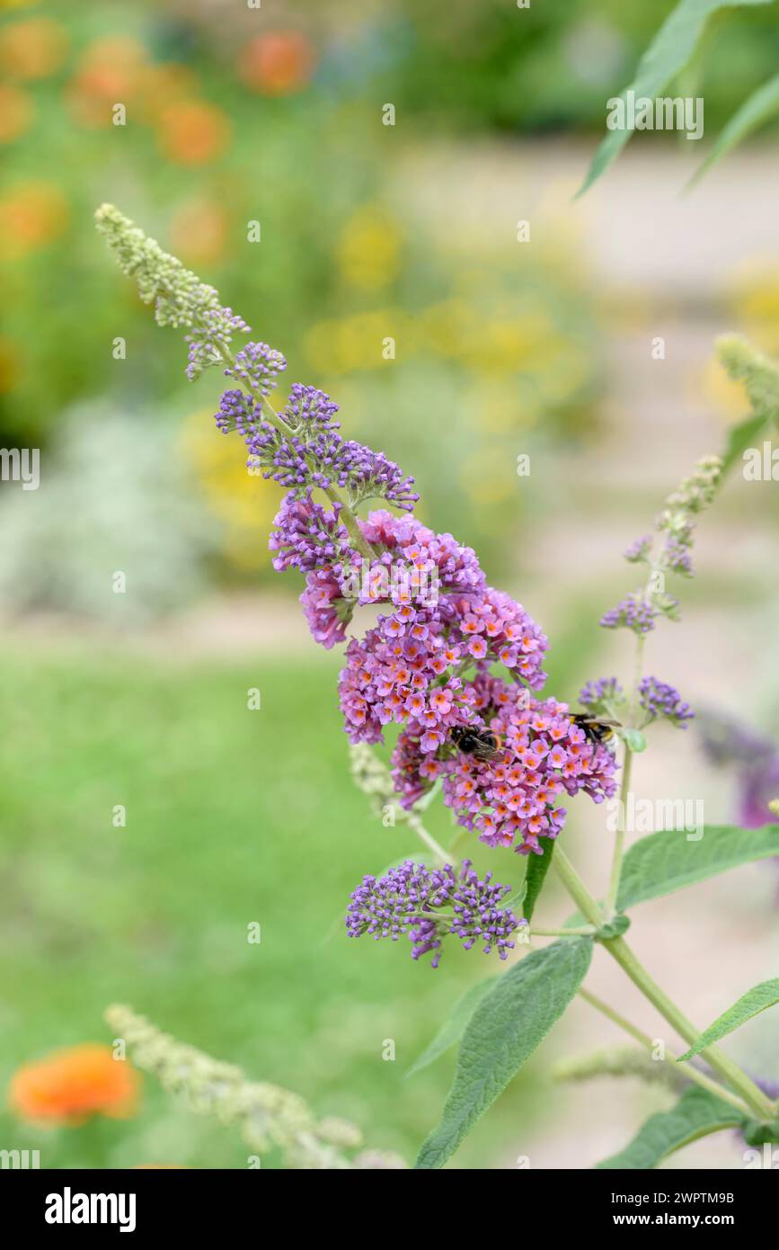 Summer lilac (Buddleja FLOWER POWER), Botanical Garden, Munich, Bavaria ...