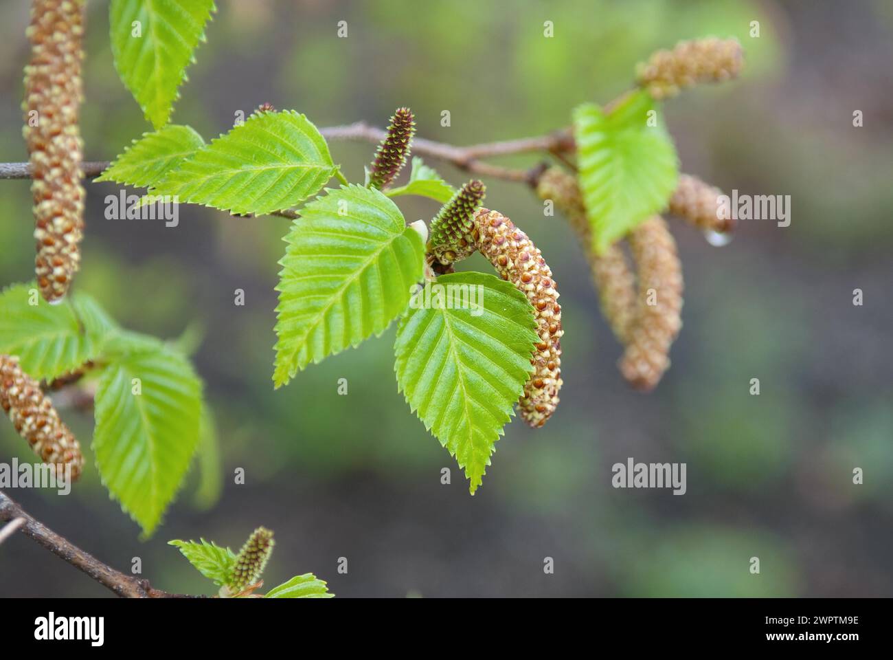 Himalayan birch betula utilis hi-res stock photography and images - Alamy