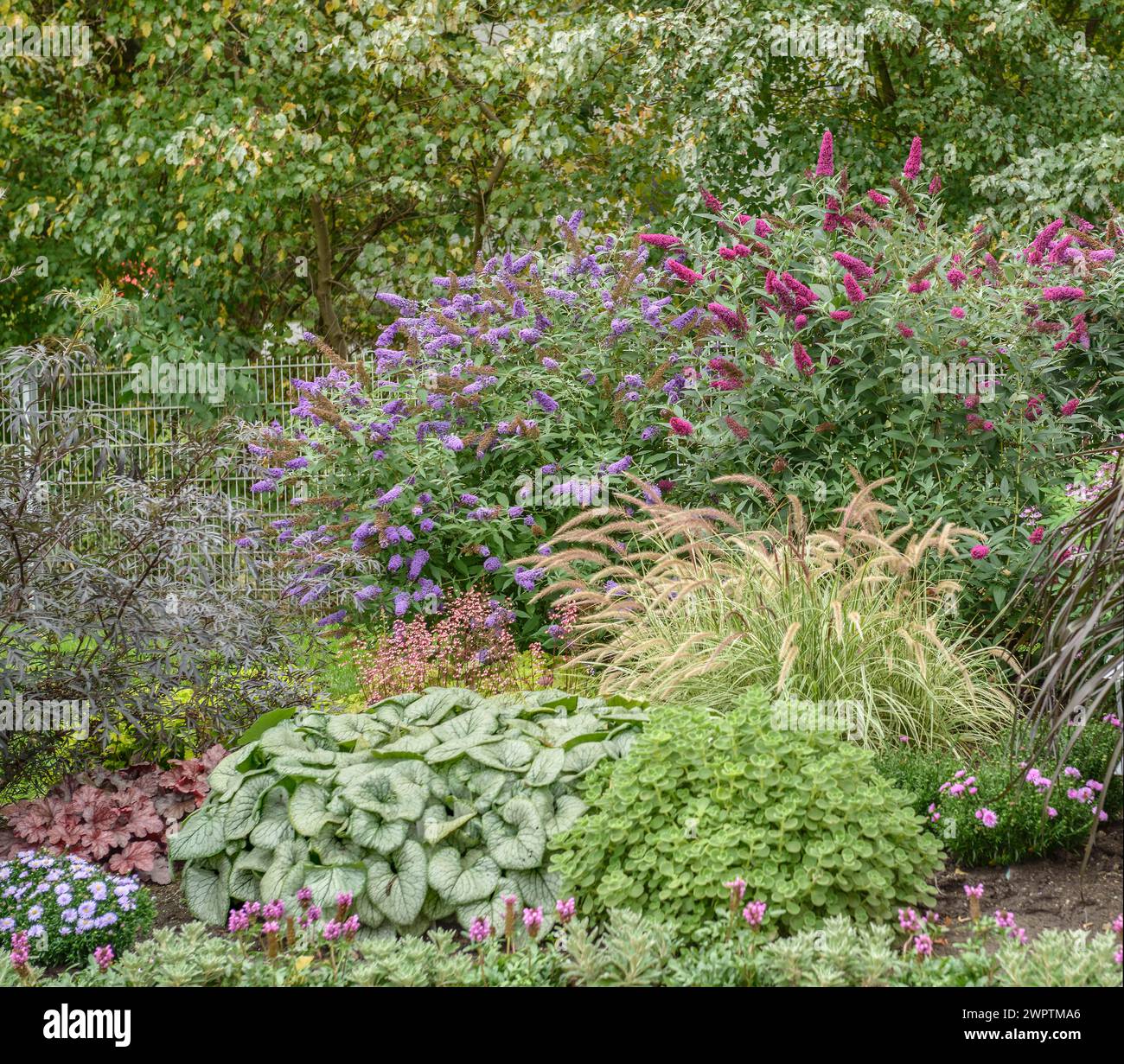 Dwarf miller (Buddleja BUZZR VELVET), Dwarf miller (Buddleja BUZZR BLUE ...