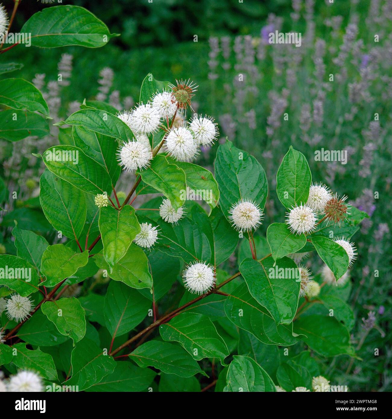 Cephalanthus occidentalis hi-res stock photography and images - Alamy