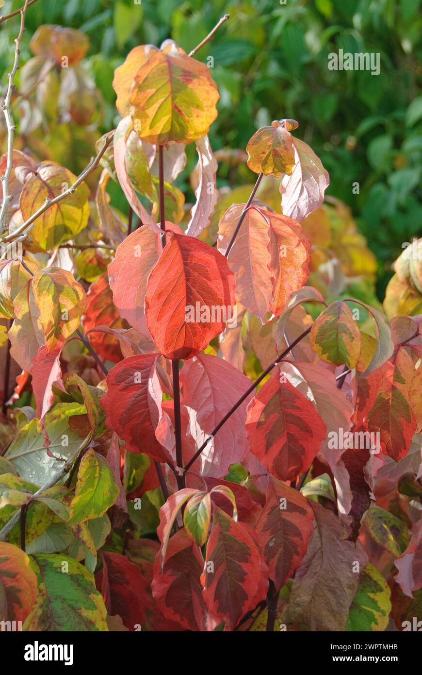 Cornus florida rainbow tree hi-res stock photography and images - Alamy