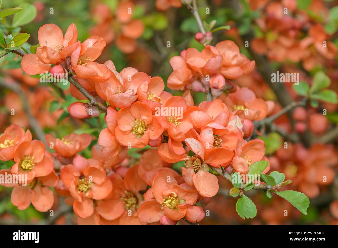 Japanese quince (Chaenomeles japonica Stock Photo - Alamy