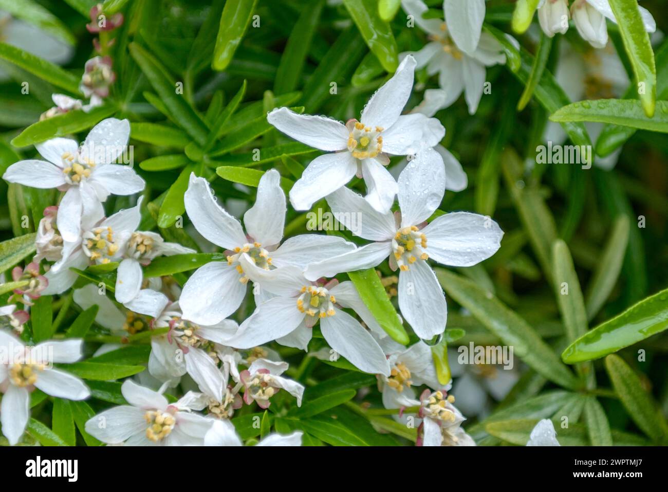 Choisya x dewitteana 'Aztec Pearl', Hillier Arboretum, Romsey, England ...
