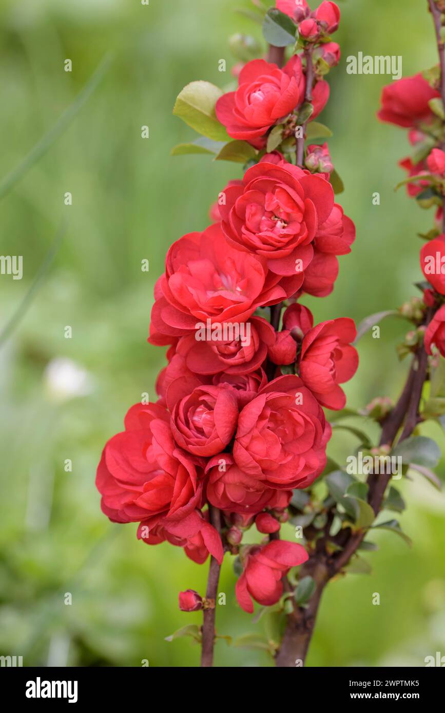 Chinese ornamental quince (Chaenomeles speciosa 'Scarlet Storm ...