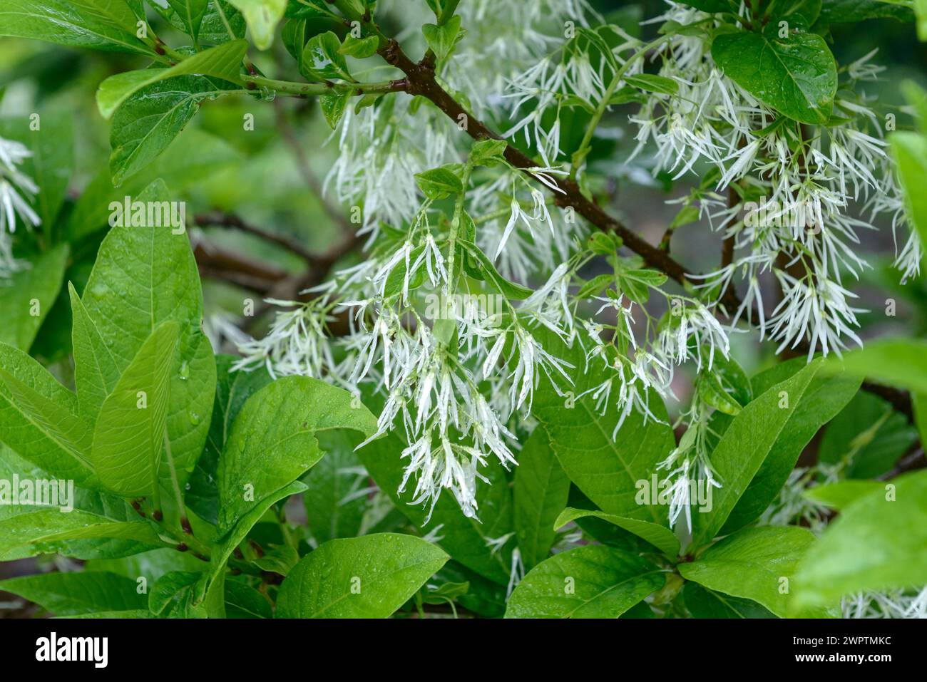 Snowflake bush (Chionanthus virginicus), BS Sämann, Bautzen, Saxony ...
