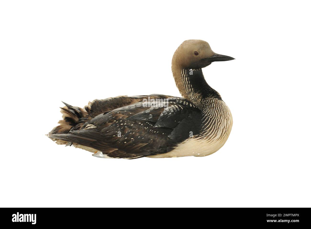 wild duck on a white background Stock Photo - Alamy