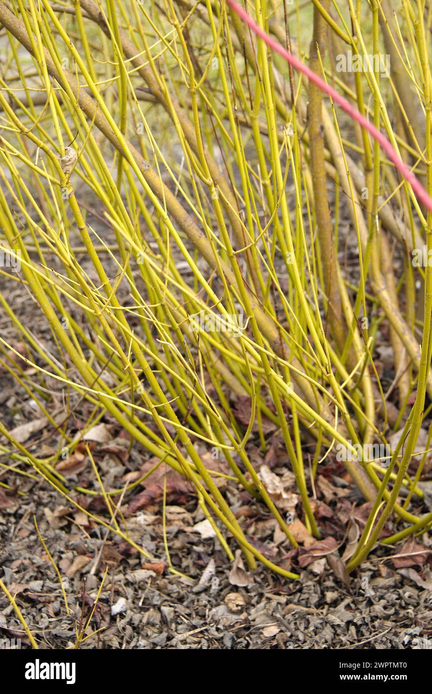 Cornus sericea plant hi-res stock photography and images - Alamy