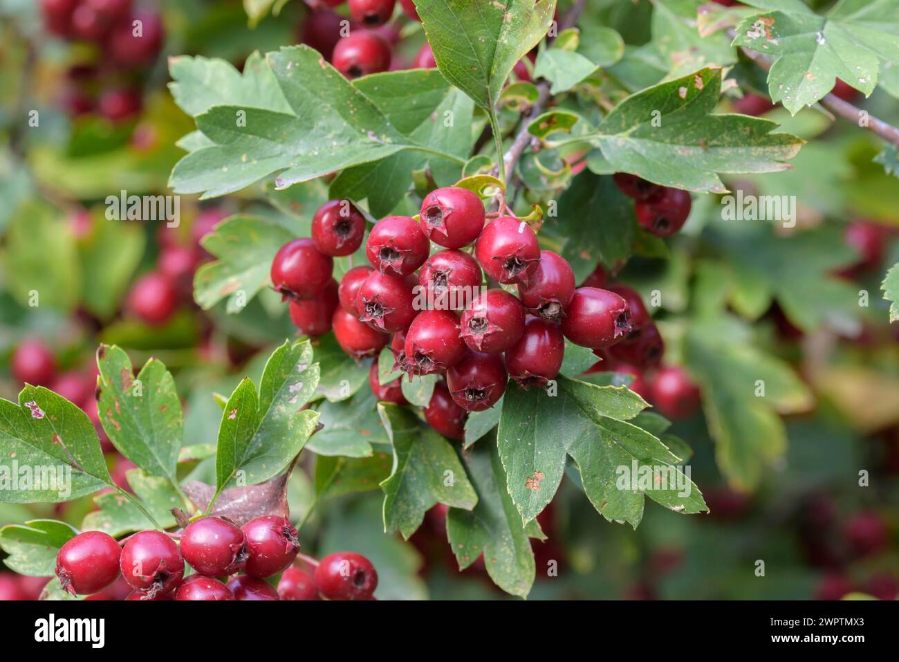 Hawthorn tree garden hi-res stock photography and images - Alamy
