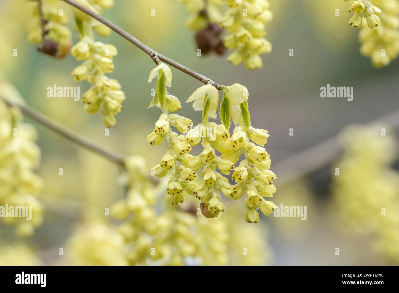 Mock hazel (Corylopsis sinensis), San Nazarro, Ticino, Switzerland ...