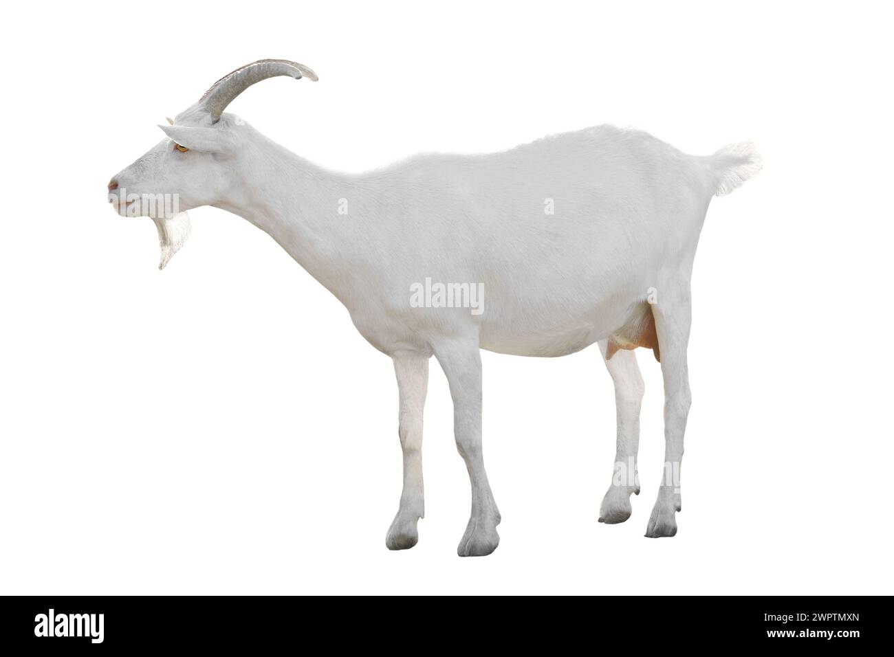 Goat standing up isolated on hi-res stock photography and images - Alamy