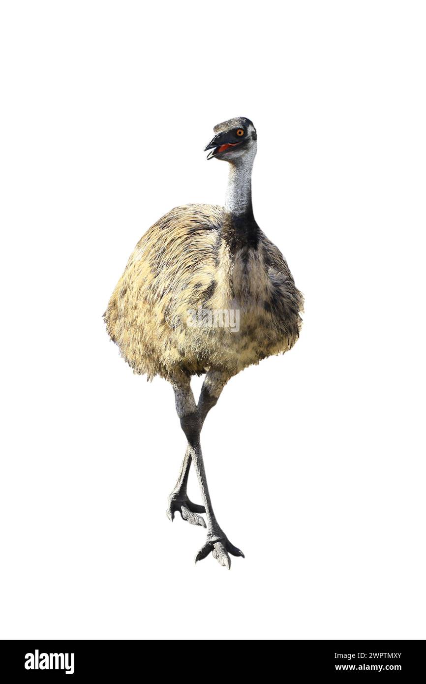 Emu isolated on white background Stock Photo - Alamy