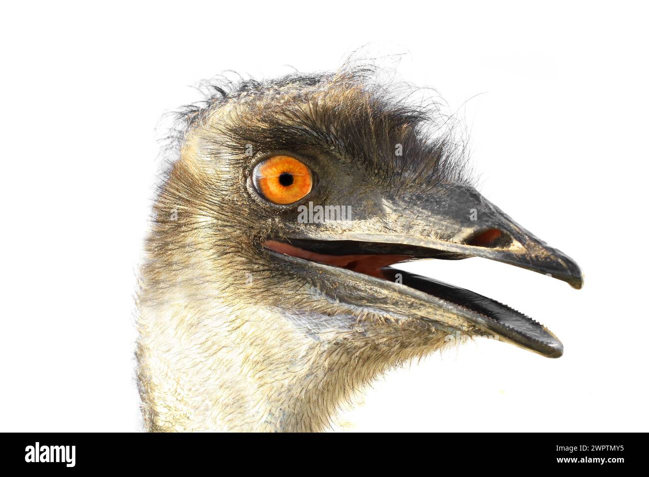 portrait emu isolated on white background Stock Photo - Alamy