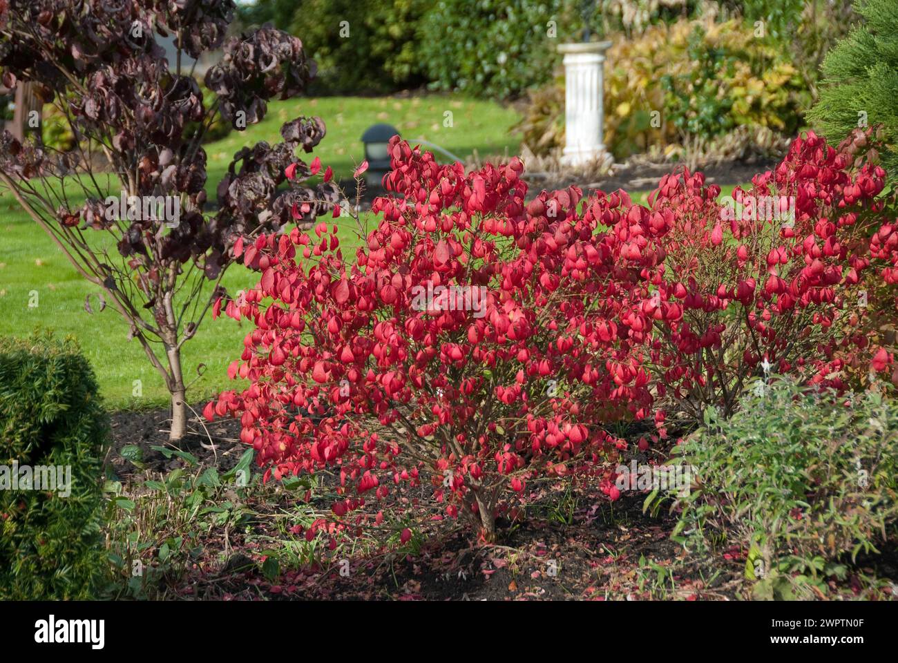 Cork-winged spindle bush (Euonymus altaus 'Compactus' Stock Photo - Alamy