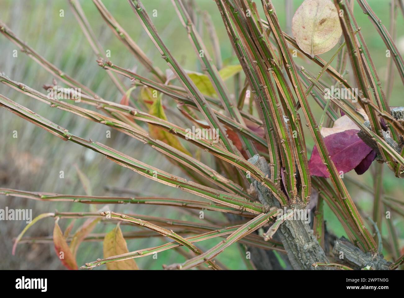 Cork-winged spindle bush (Euonymus alatus 'Compactus'), BS Saemann ...