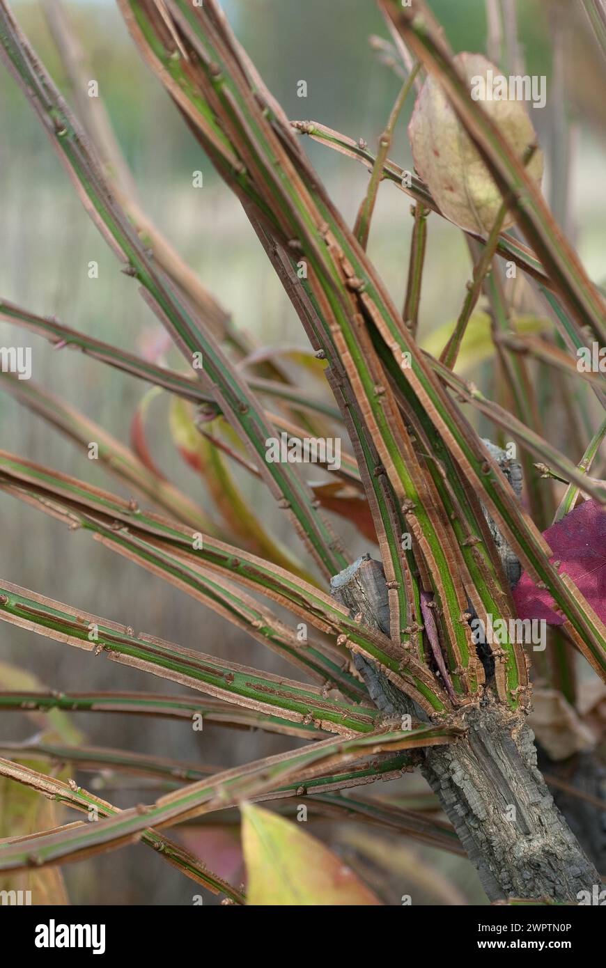 Cork-winged spindle bush (Euonymus alatus 'Compactus'), BS Saemann ...