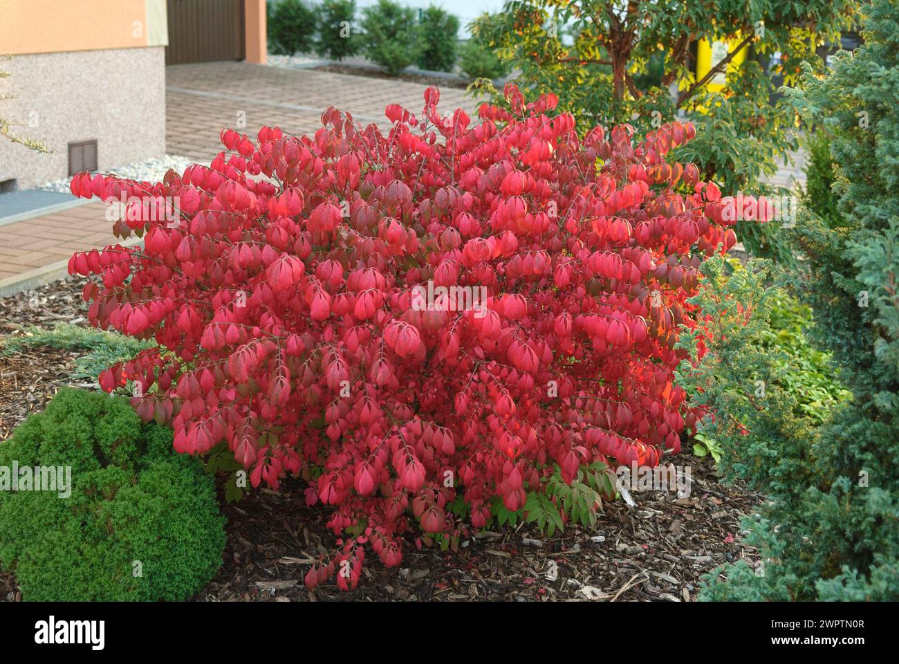Cork-winged spindle bush (Euonymus alatus 'Compactus'), Saxony, Germany ...