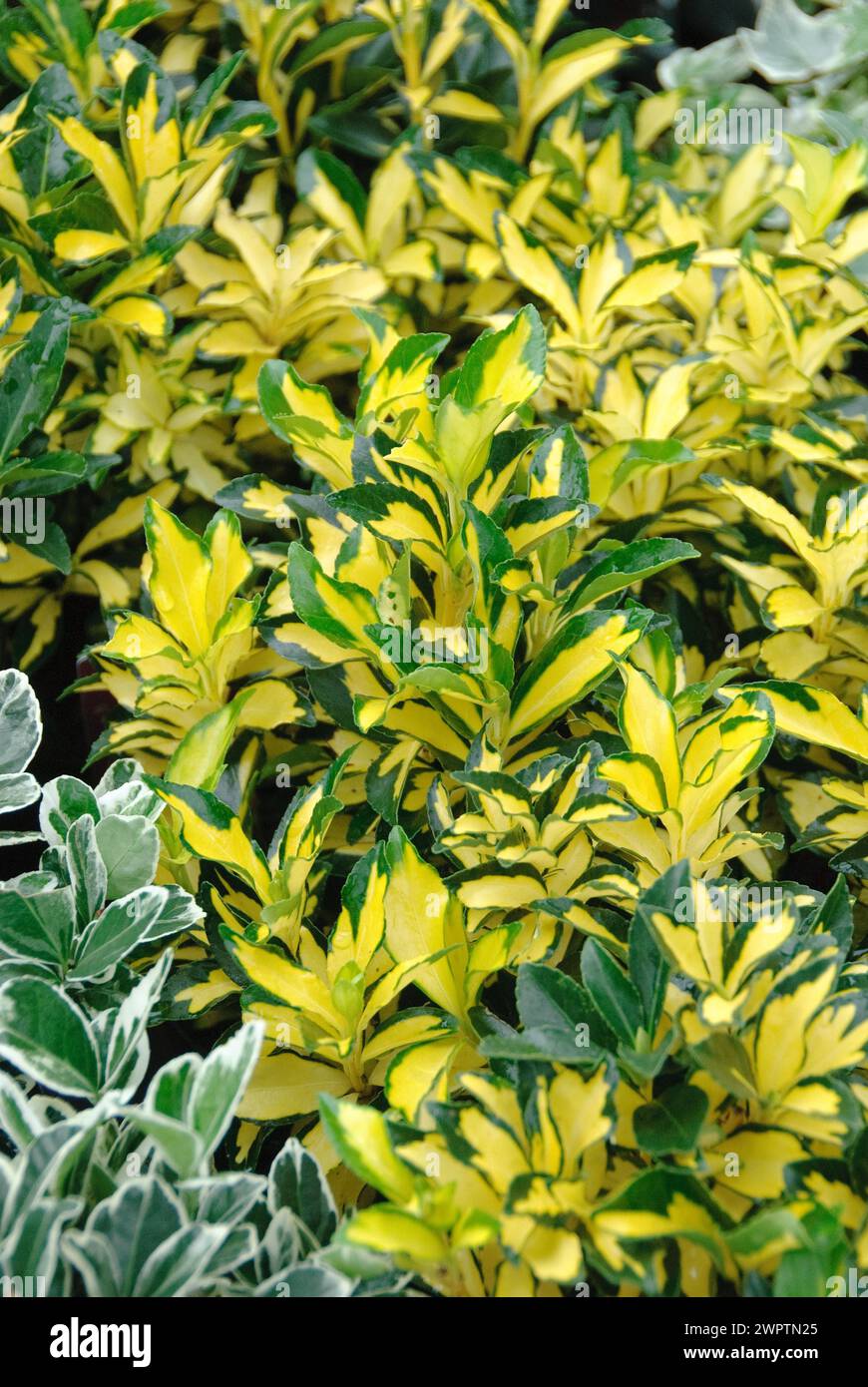 Japanese spindle bush (Euonymus japonicus EXTASE), Saxony, Germany ...