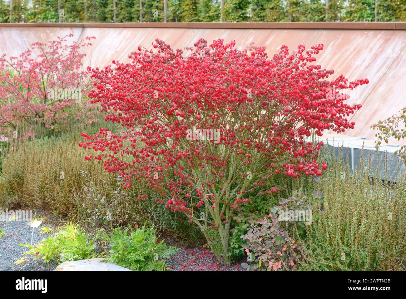 Winged spindle bush (Euonymus alatus 'Compactus'), Hesse State Garden ...