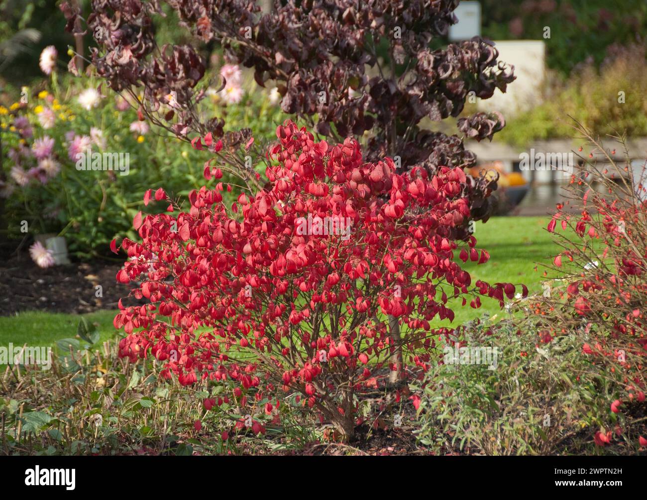 Cork-winged spindle bush (Euonymus altaus 'Compactus' Stock Photo - Alamy