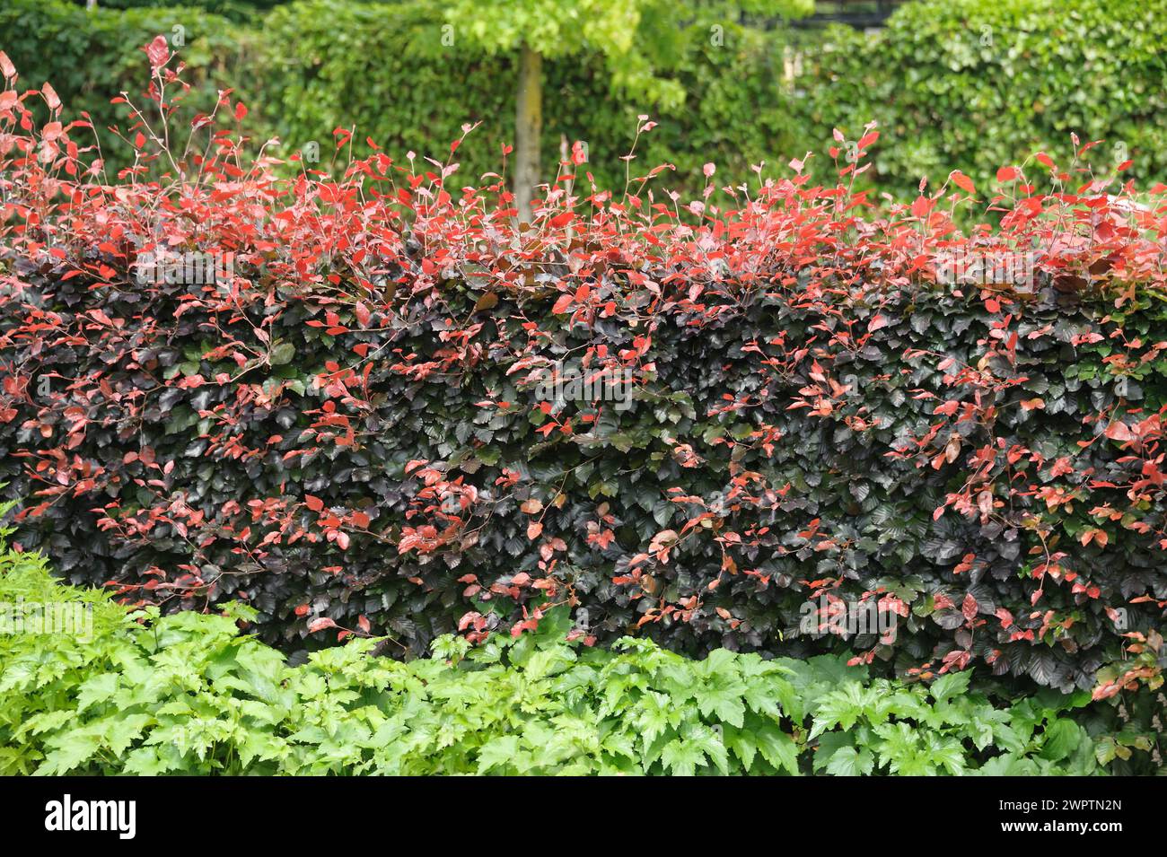 Blood beech (Fagus sylvatica 'Atropunicea'), Appeltern, Gelderland ...