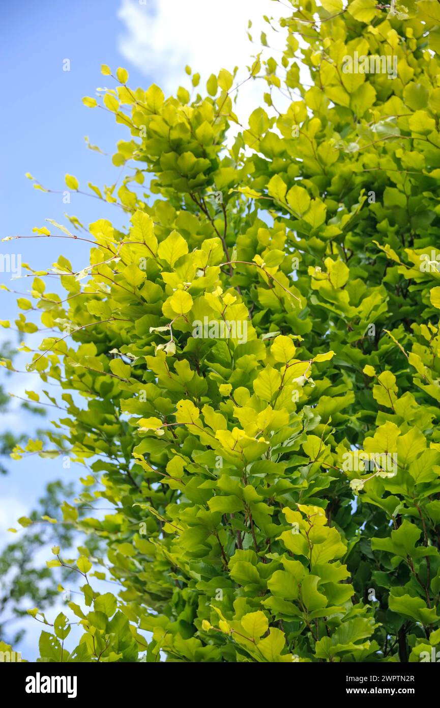 Fagus sylvatica dawyck hi-res stock photography and images - Alamy