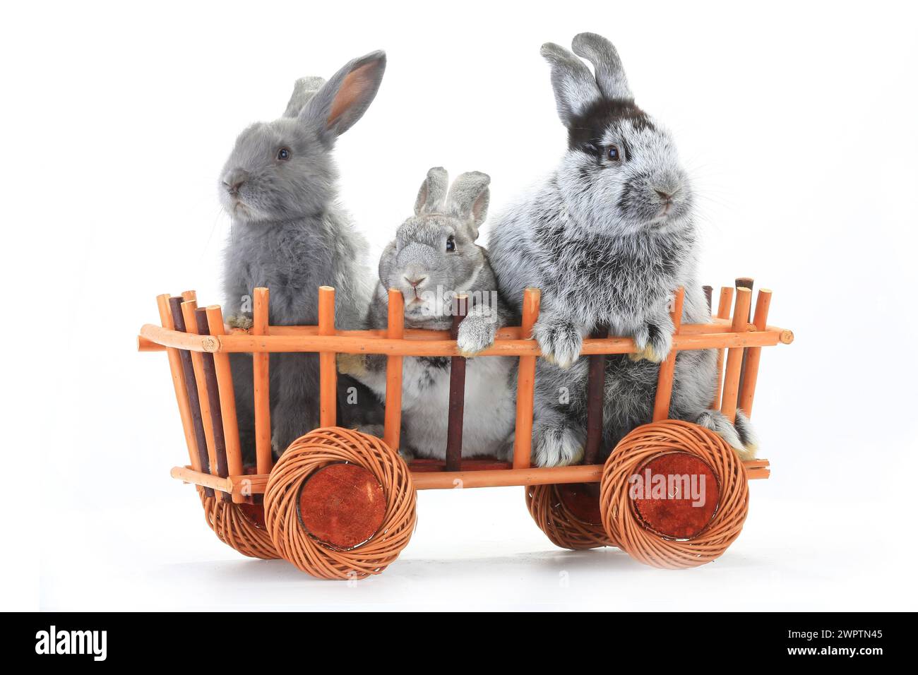 grey rabbits in the cart on a white background Stock Photo - Alamy